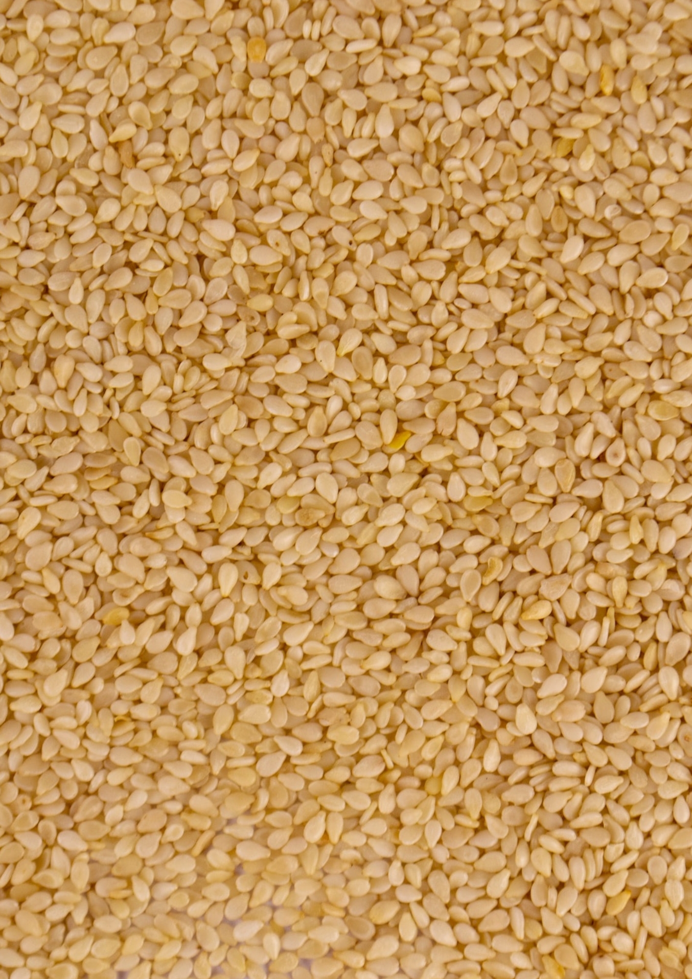 Natural Sesame – Samurai Tradex