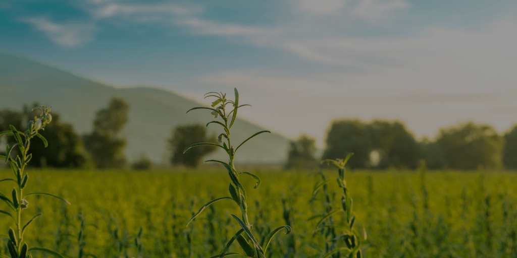 Black Sesame – Samurai Tradex